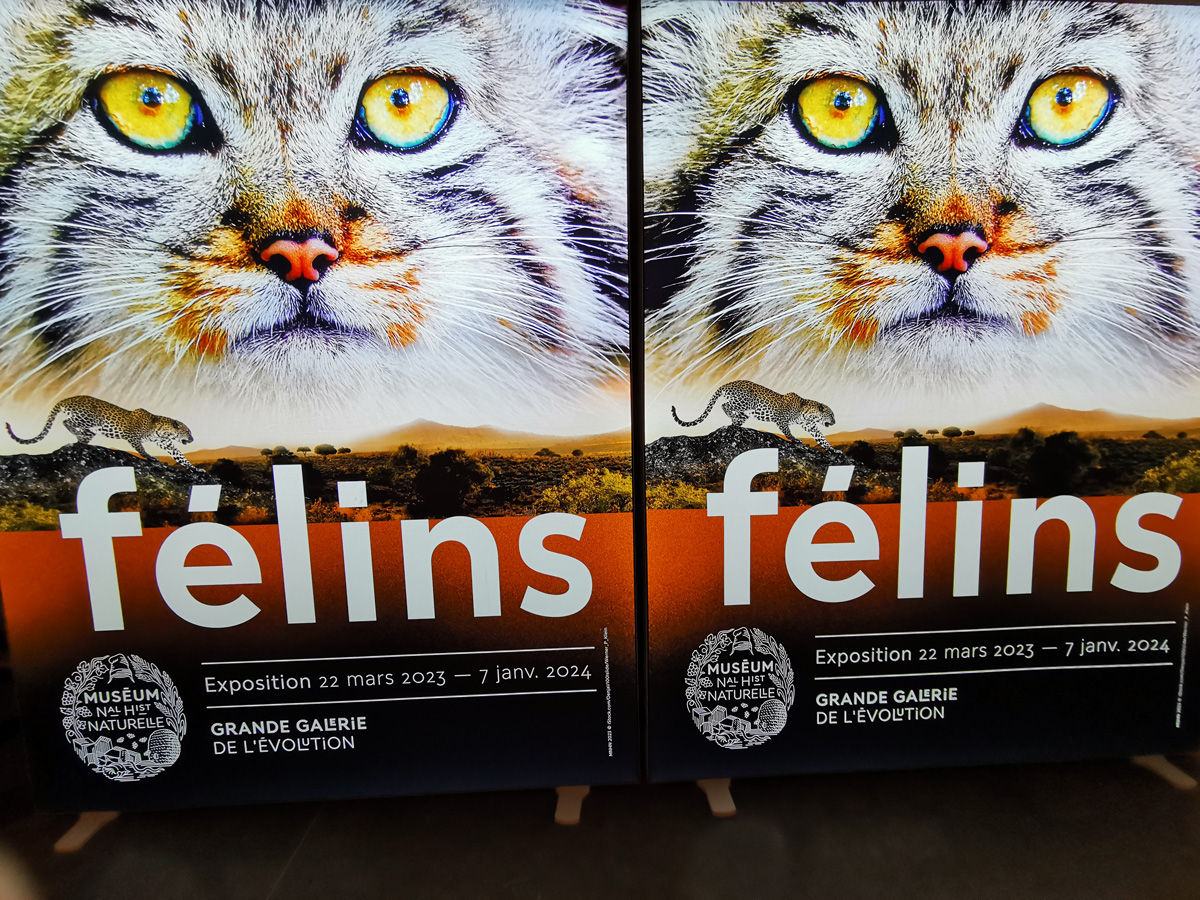 Découverte de l'expo Félins au Muséum National d'Histoire Naturelle ...